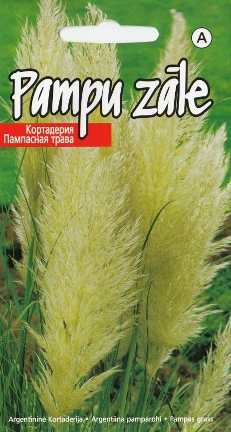 Pampu zāle Plume White sēklas 0,1gr Kurzemes sēklas, Ziedu sēklas ...